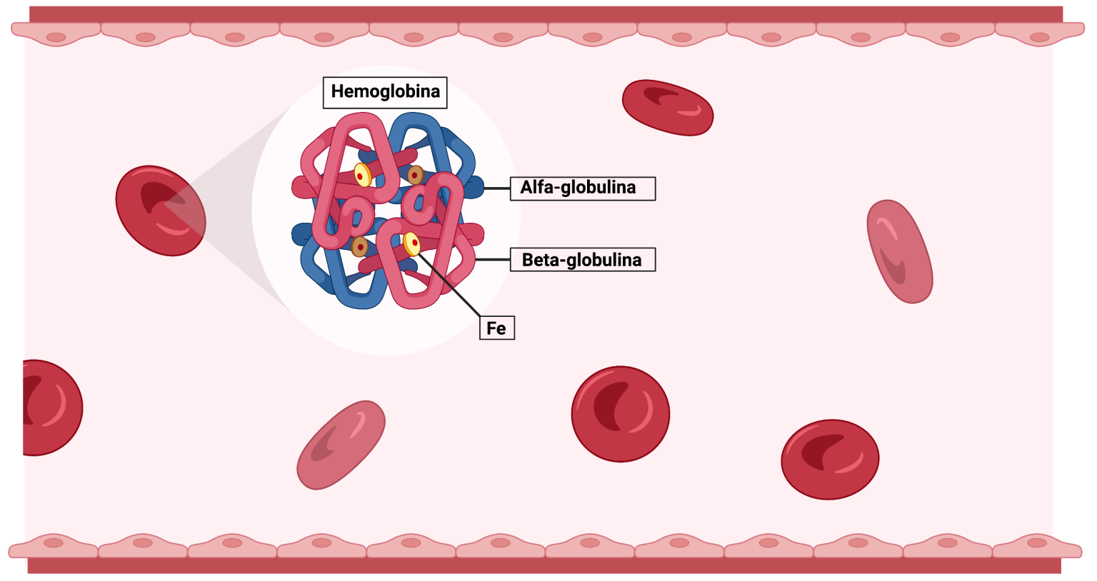 Talassemias - Brasil Apoio